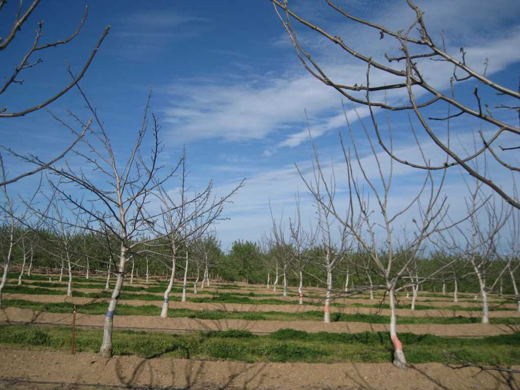 The Tree Leader - Tekedia