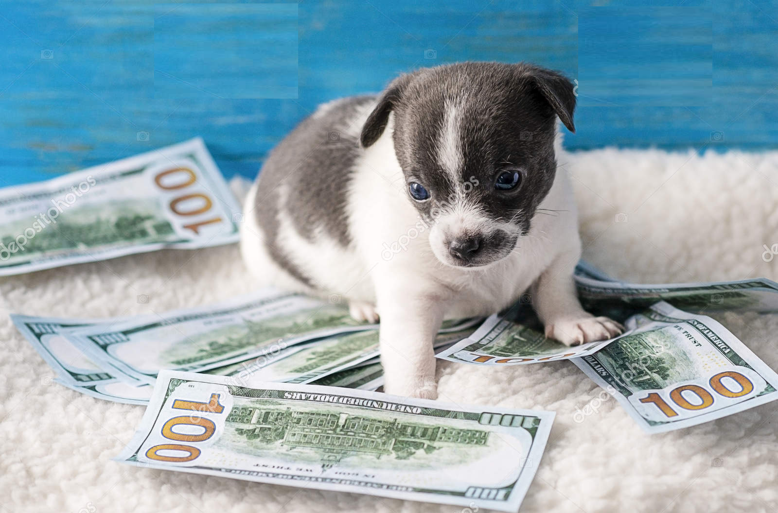 The Cautious Puppy (Financial Lessons from Puppies) - Tekedia