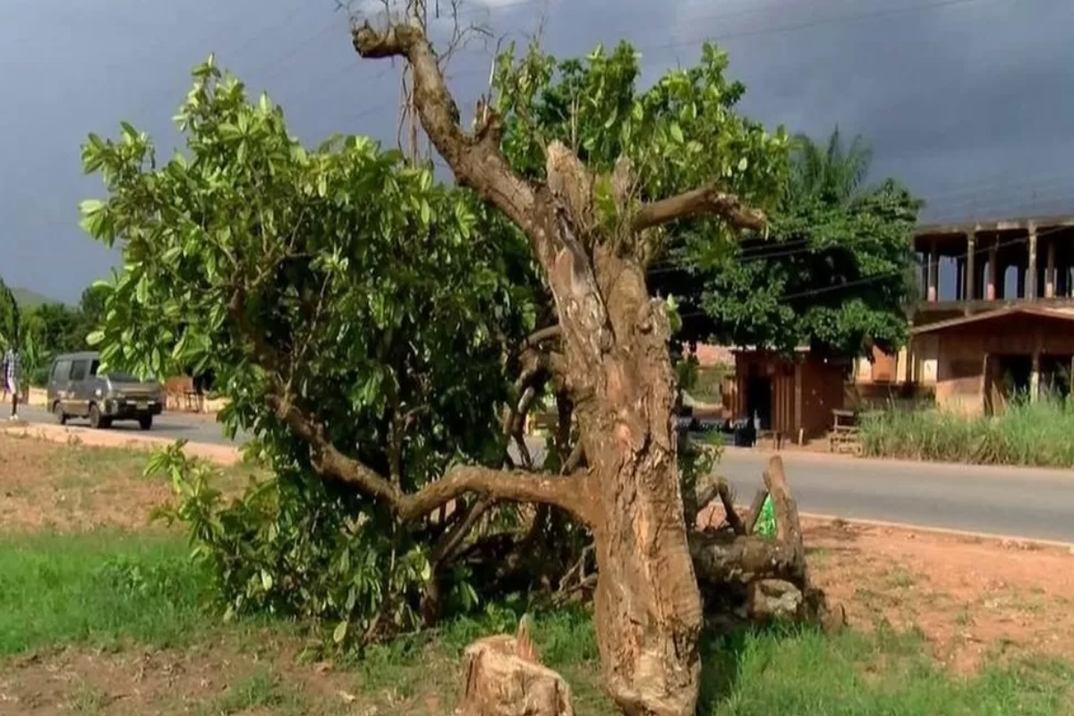 The Fallen 300-Year-Old Tree in Ghana and the Physics of African ...